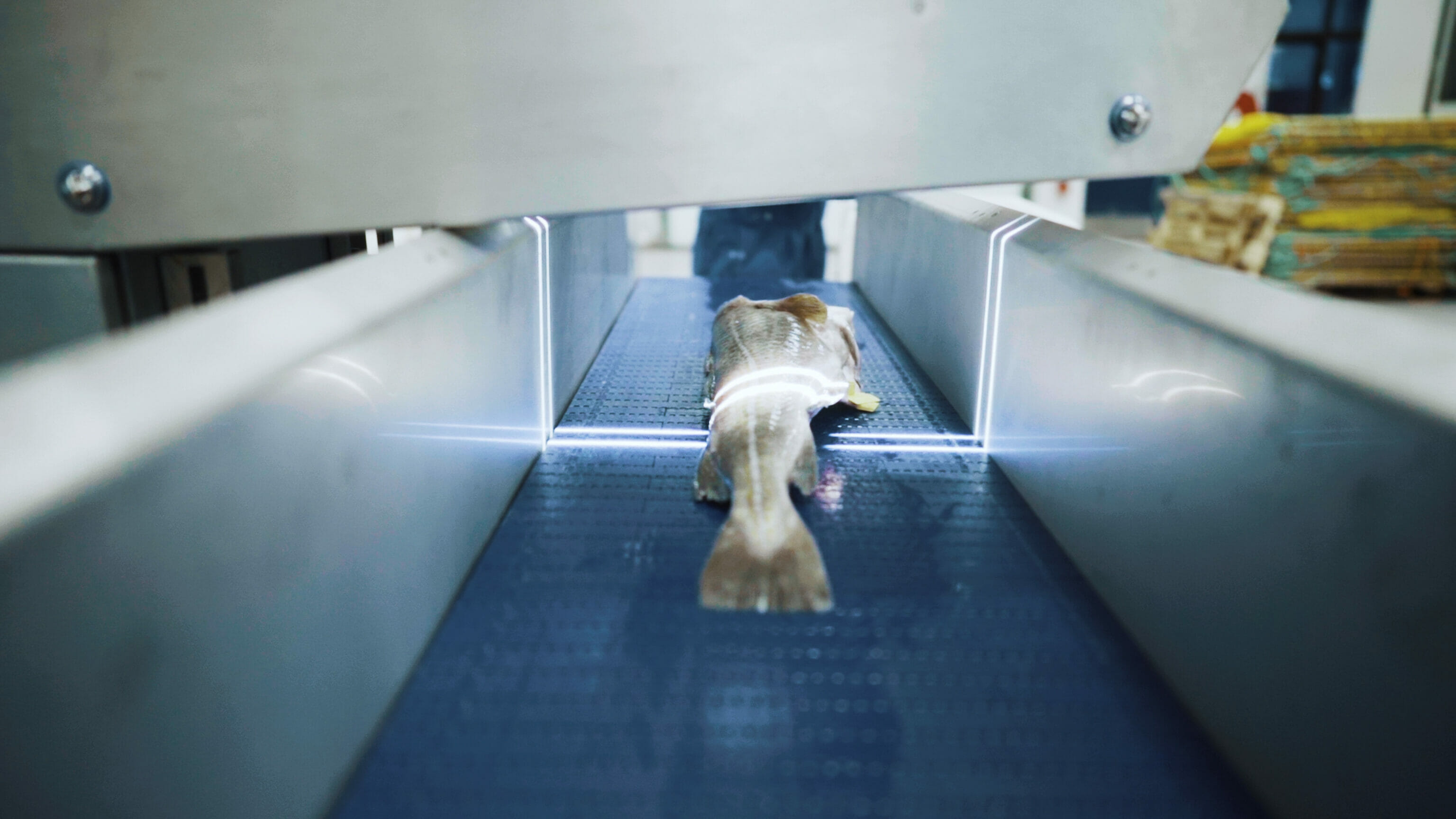 Strengthen your margins, brand and sustainability with Maritech Eye™