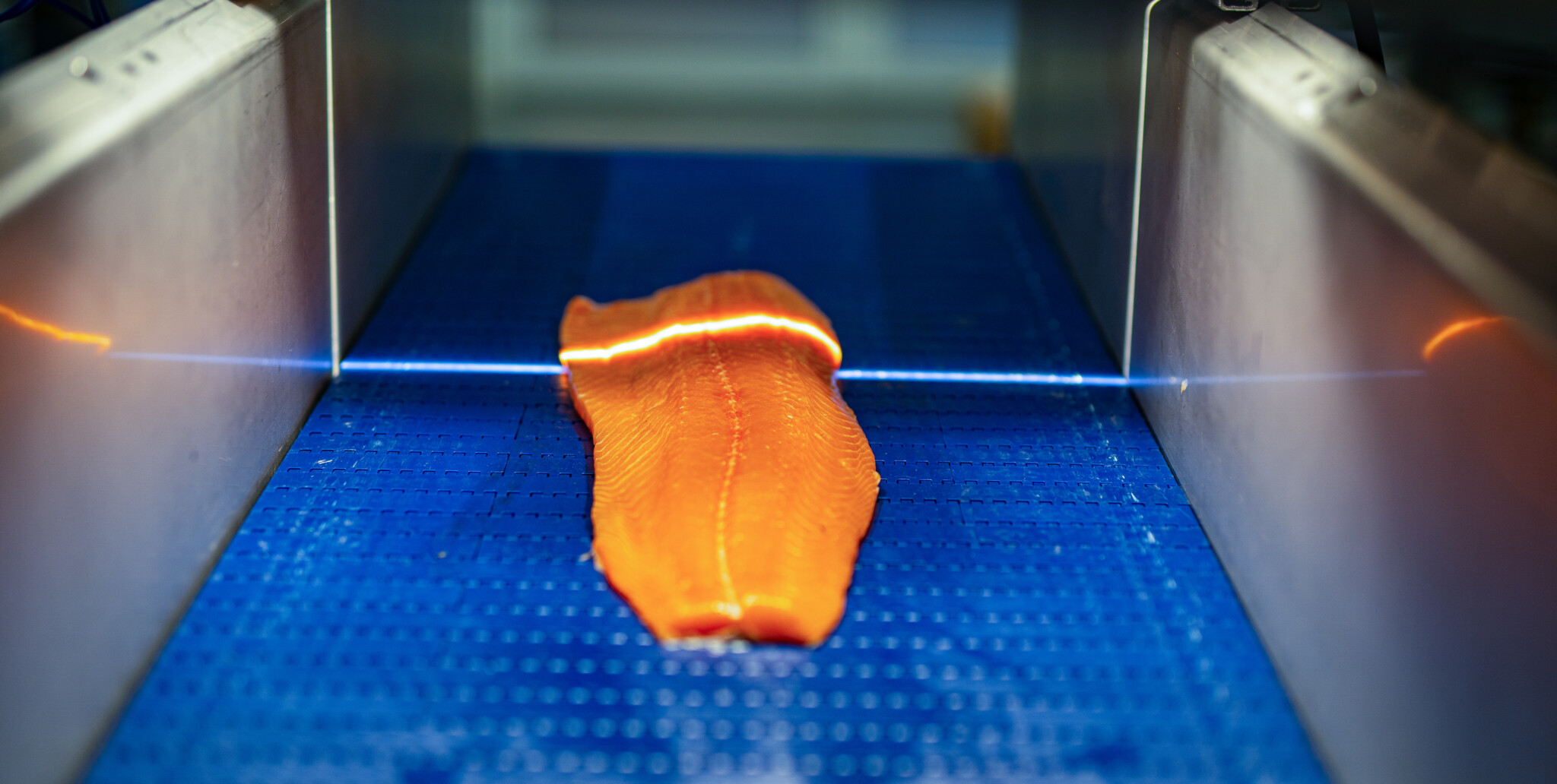 Launched Maritech Eye™ for white fish