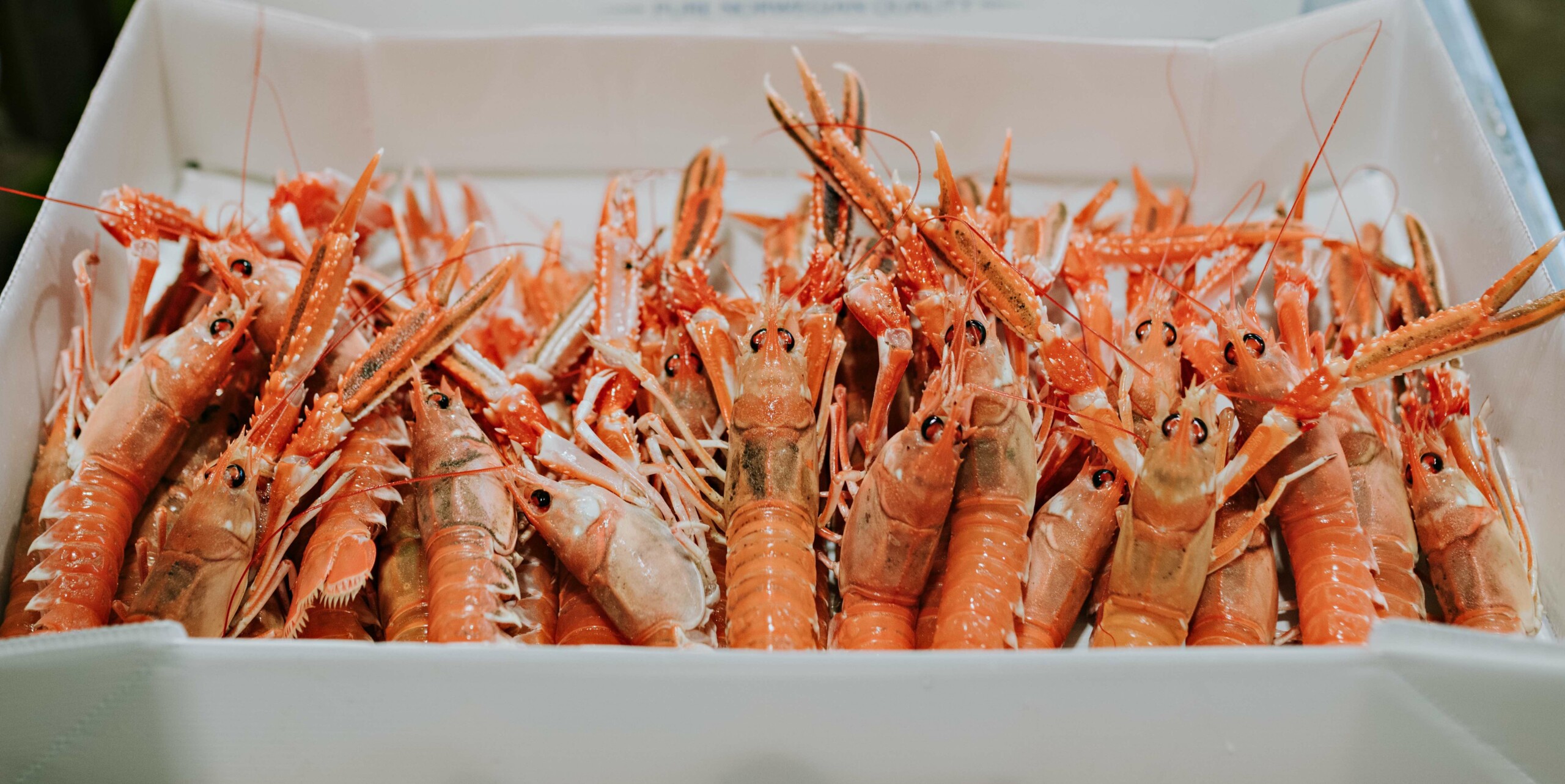 News in Maritech Packing, EasyGrade, and EasyLabel