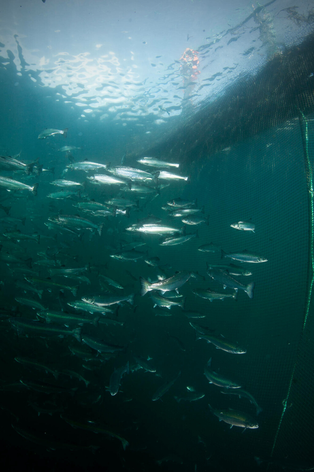 Customer Case - Coast Seafood - Maritech